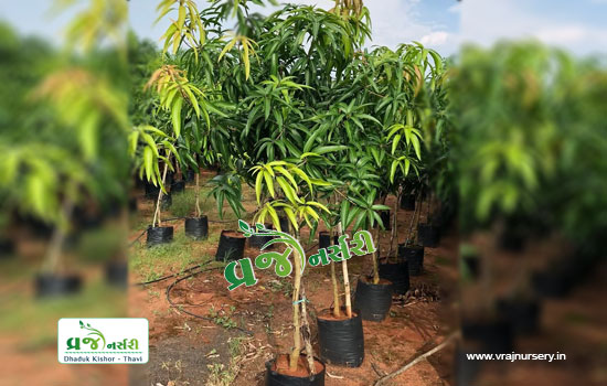 Hafush Mango Plant - Vraj Nursery