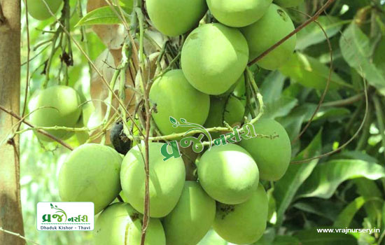 Langra Mango Plant - Vraj Nursery