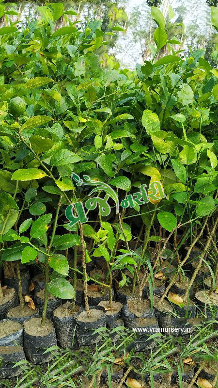 Lemon Plant - Vraj Nursery