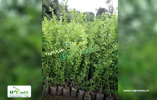 Lemon Plant - Vraj Nursery