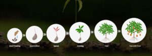 Life cycle of a mango tree - Vraj Nursery